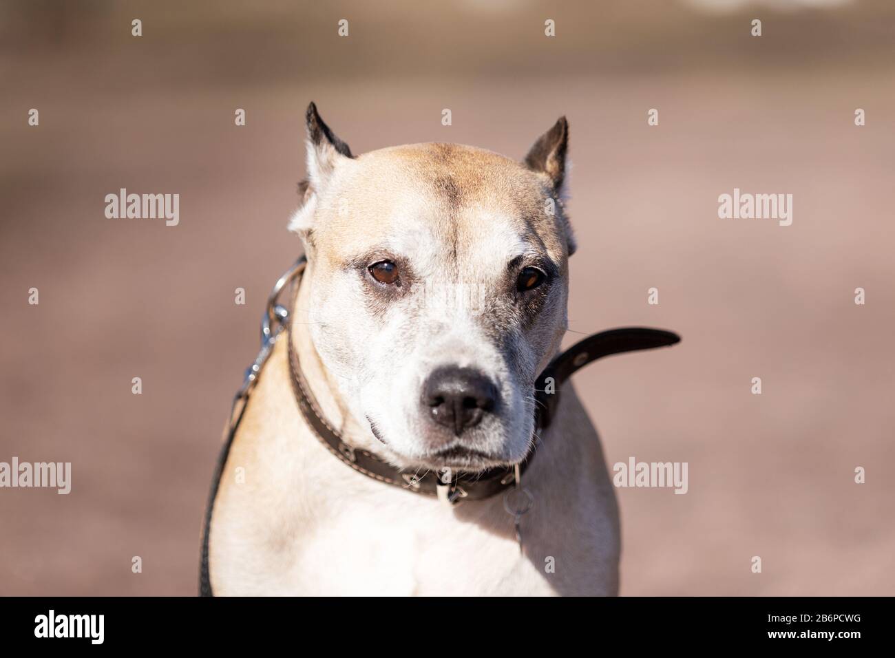 Staffordshire terrier cropped ears hi-res stock photography and images ...