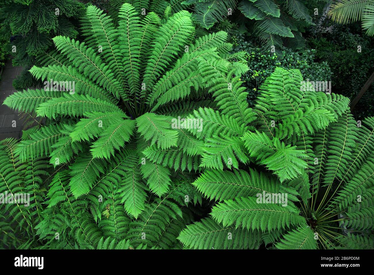 London/ United Kingdom: Ferns in Kew Gardens Stock Photo - Alamy