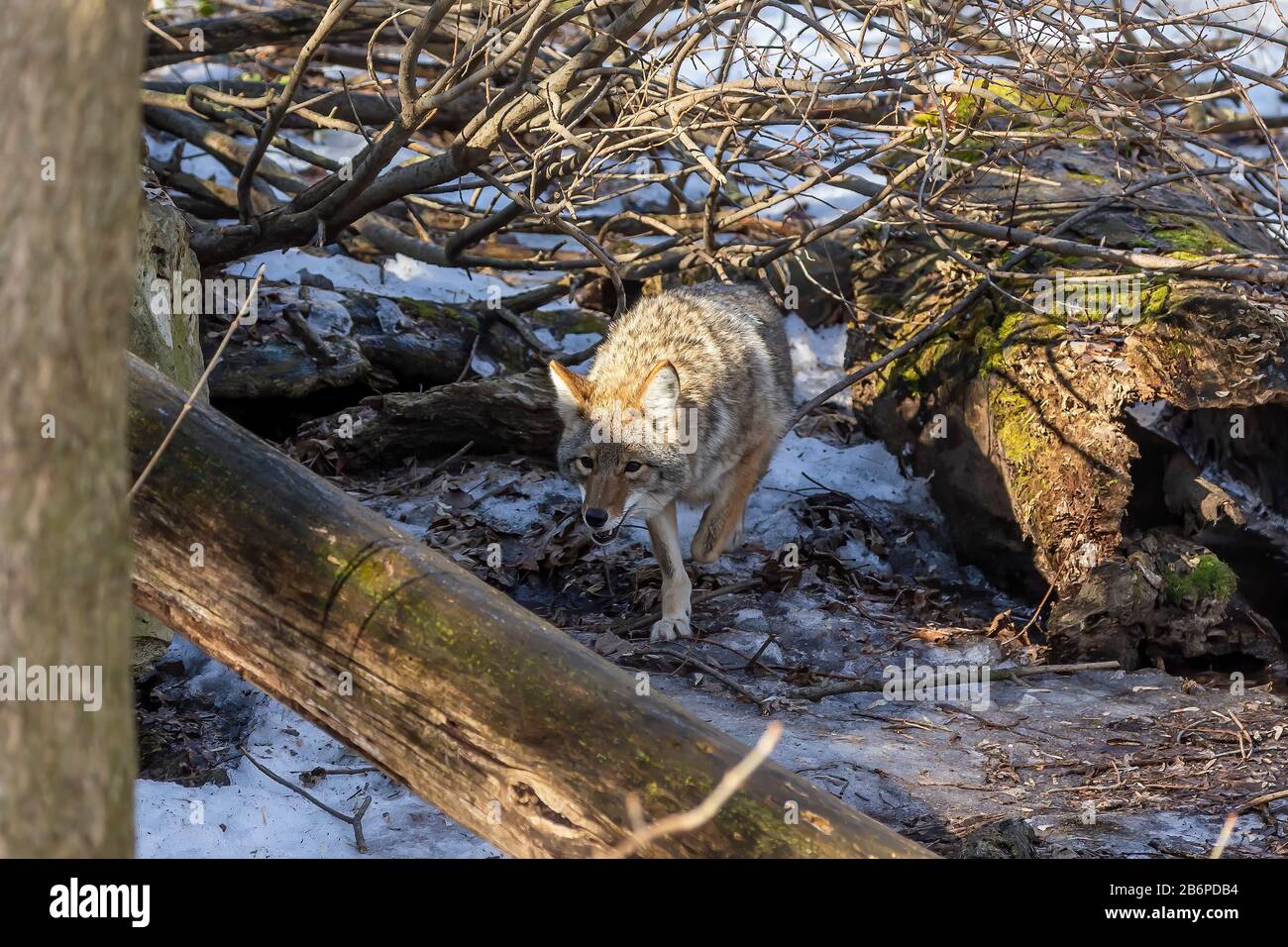 The coyote (Canis latrans) is native animal to North America Stock ...