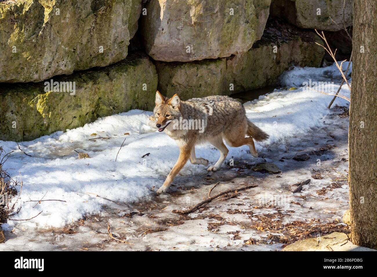 The coyote (Canis latrans) is native animal to North America Stock ...