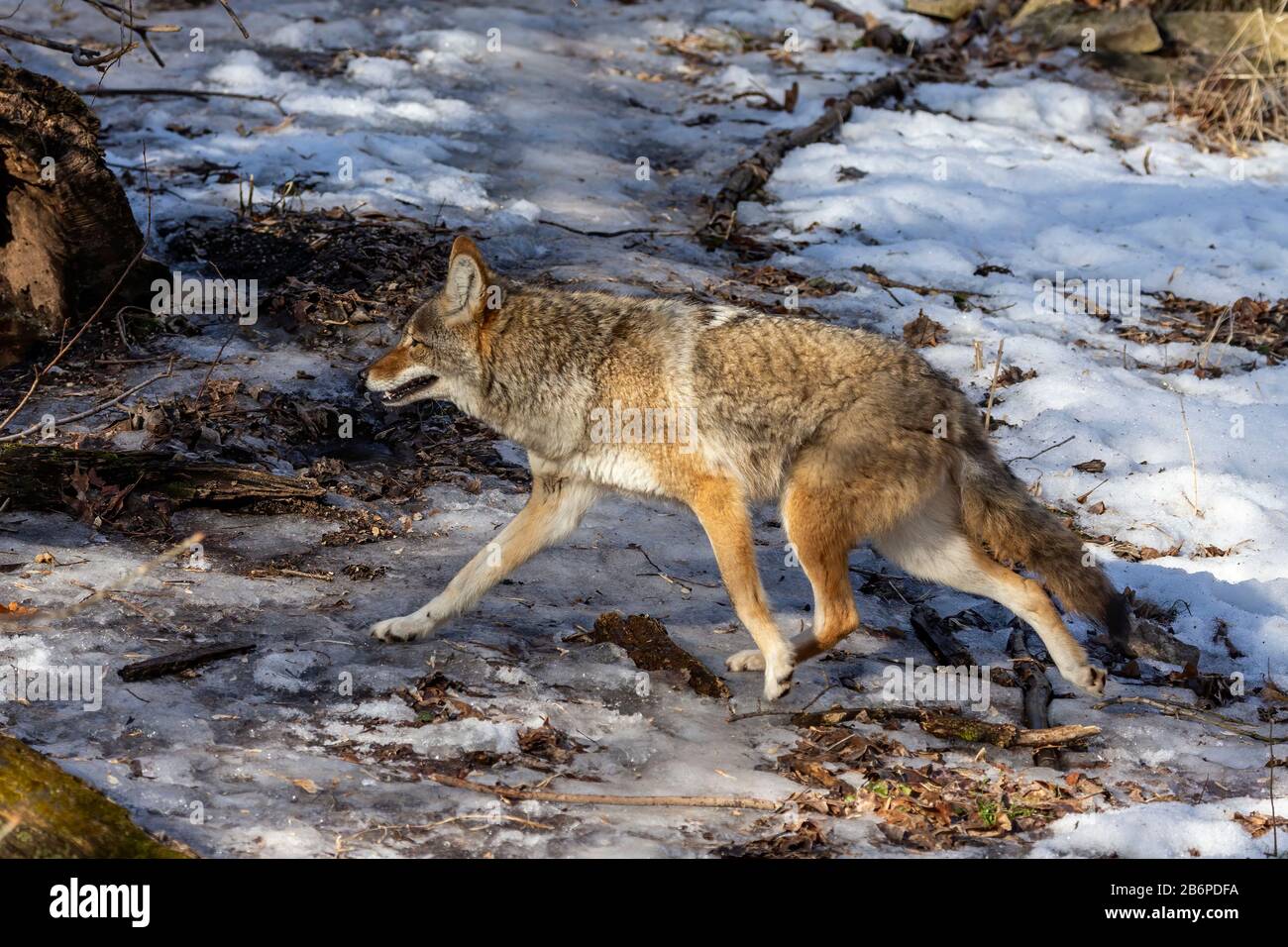 The coyote (Canis latrans) is native animal to North America Stock ...