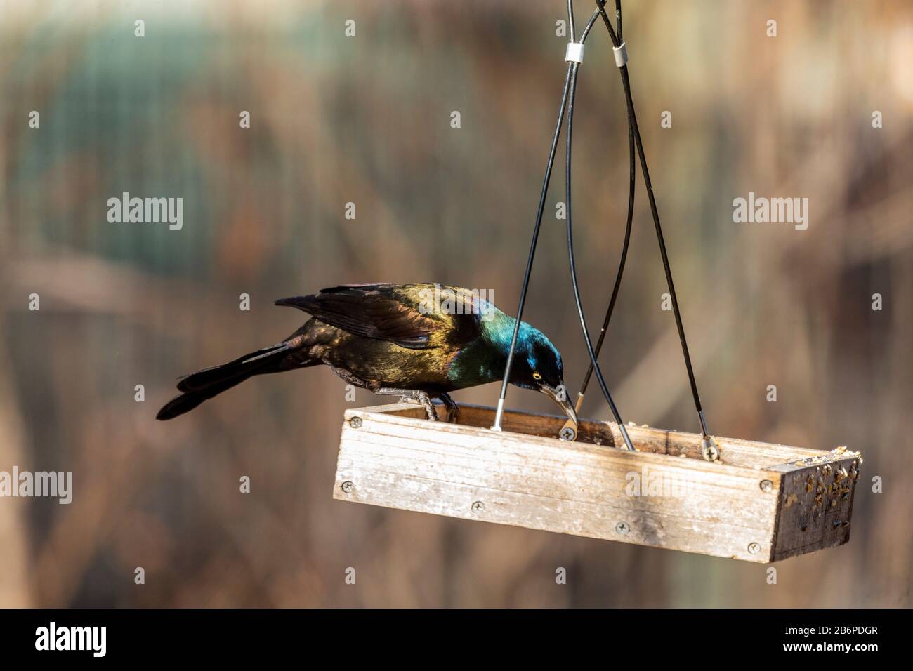Bird. The common grackle. North American bird, northern birds migrate ...