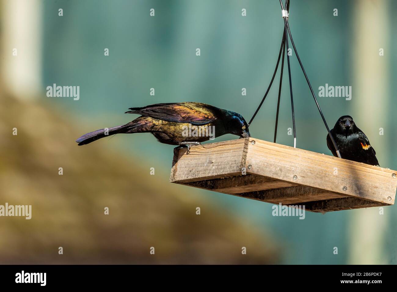 Bird. The common grackle. North American bird, northern birds migrate ...