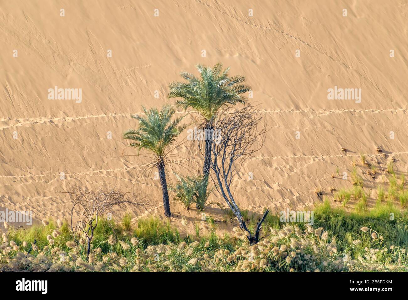 2 palm trees coming out of a sand dune Stock Photo - Alamy