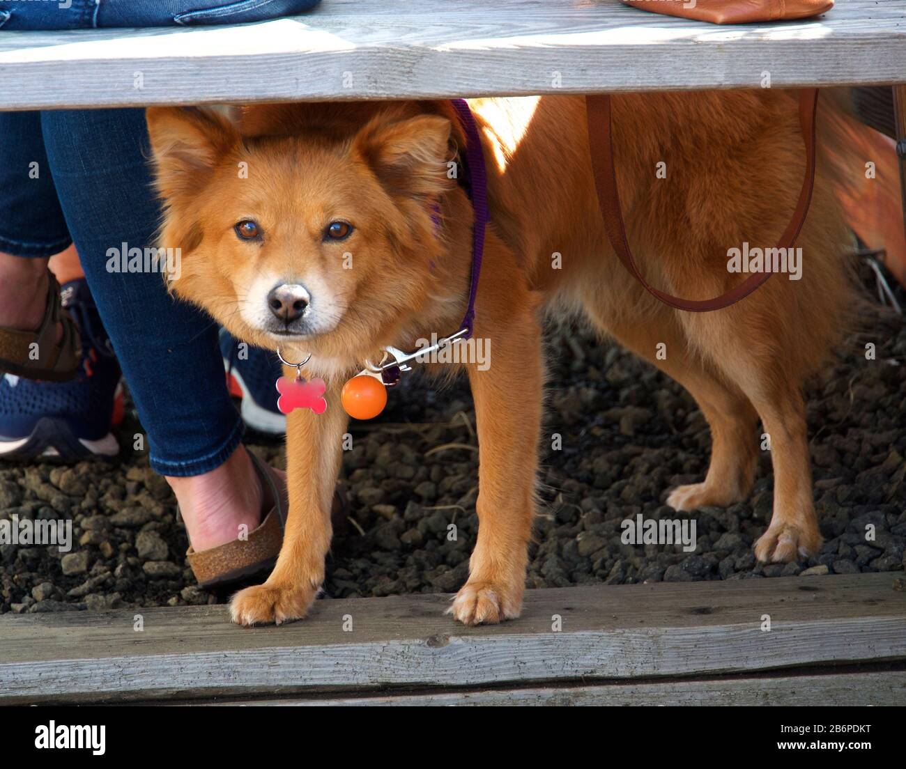 Dog under bench protecting master Stock Photo - Alamy
