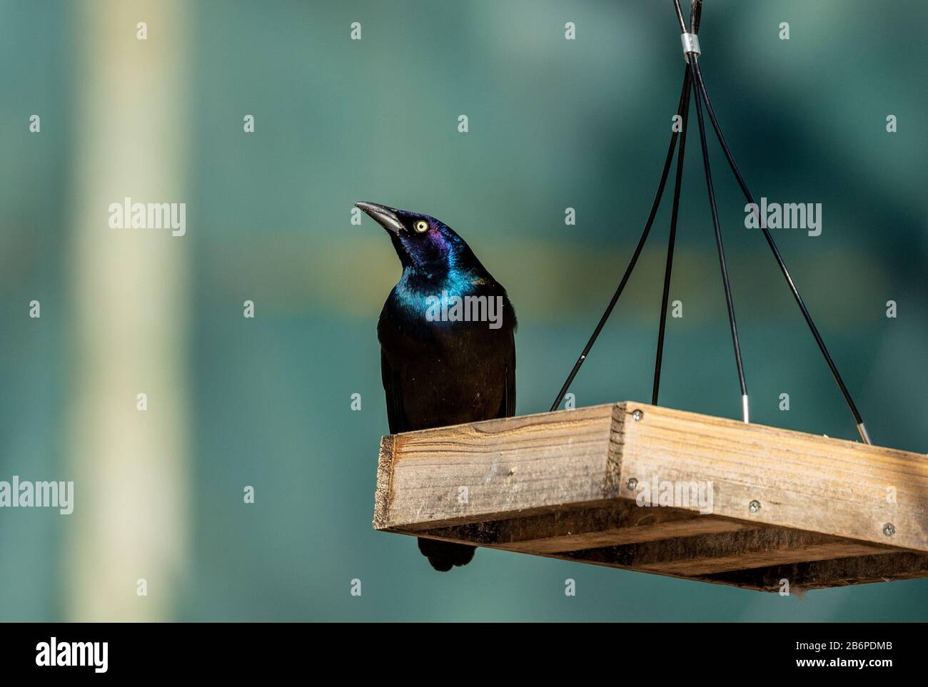 Bird. The common grackle. North American bird, northern birds migrate ...