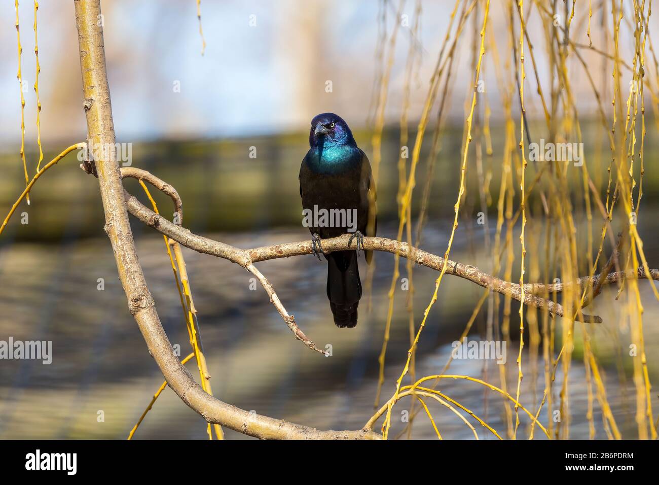 Bird. The common grackle. North American bird, northern birds migrate ...