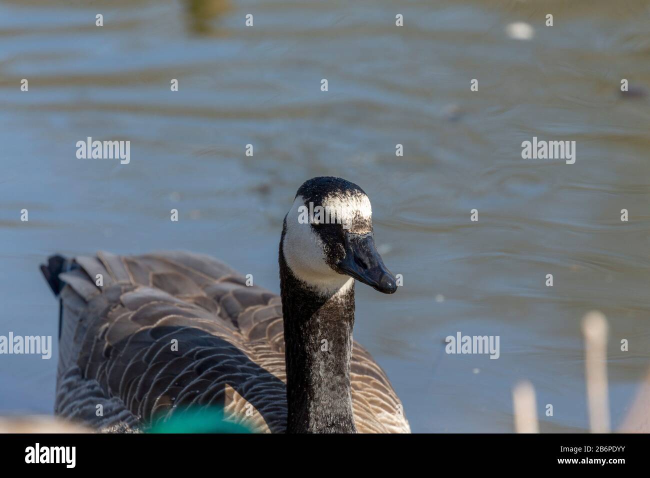 Leucism in birds hi-res stock photography and images - Alamy