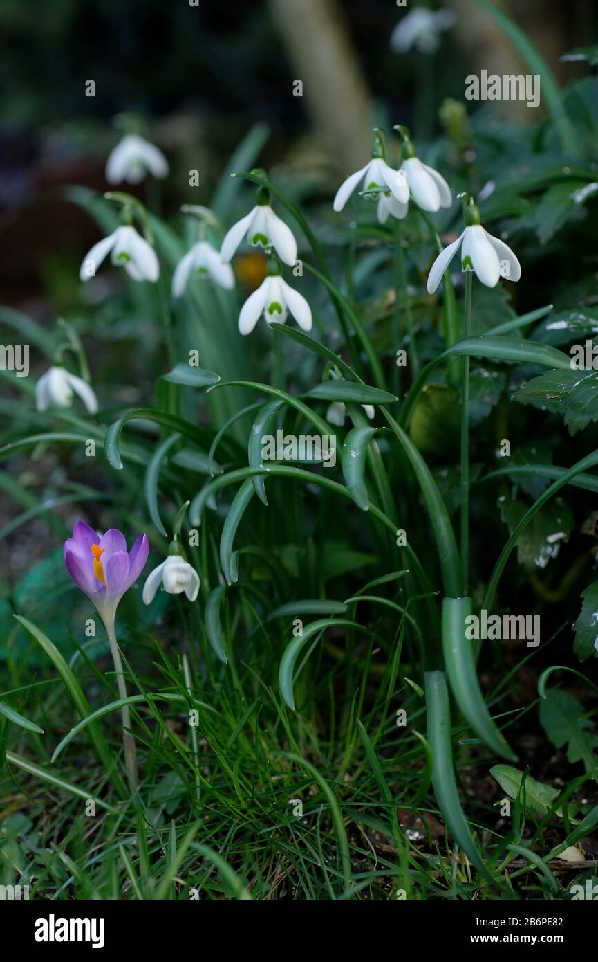 Snowdrop and crocus galanthus hi-res stock photography and images - Alamy