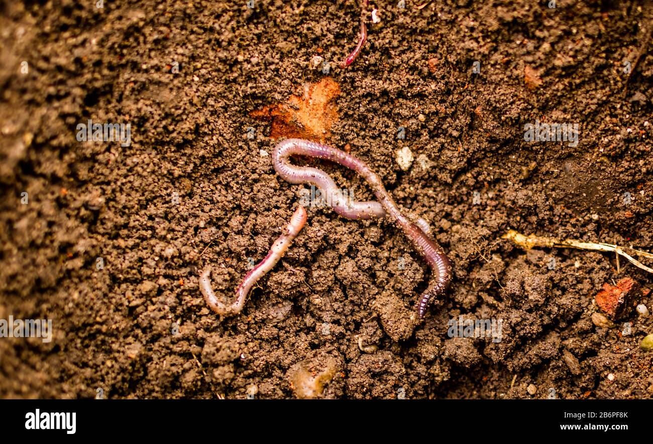 A worm begins to burrow into the ground, a close-up of an earthworm in ...