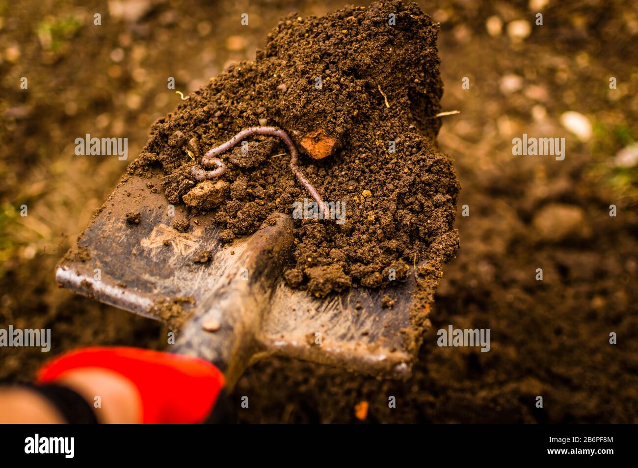 A worm begins to burrow into the ground, a close-up of an earthworm in ...