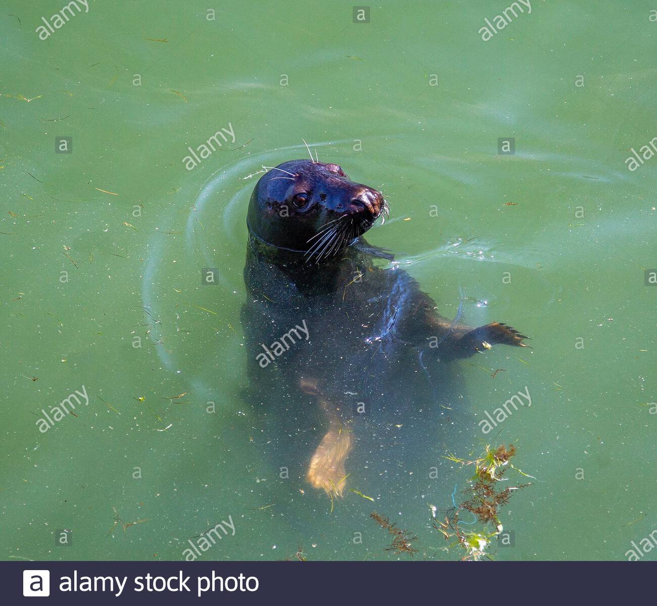 See Robbe High Resolution Stock Photography and Images - Alamy