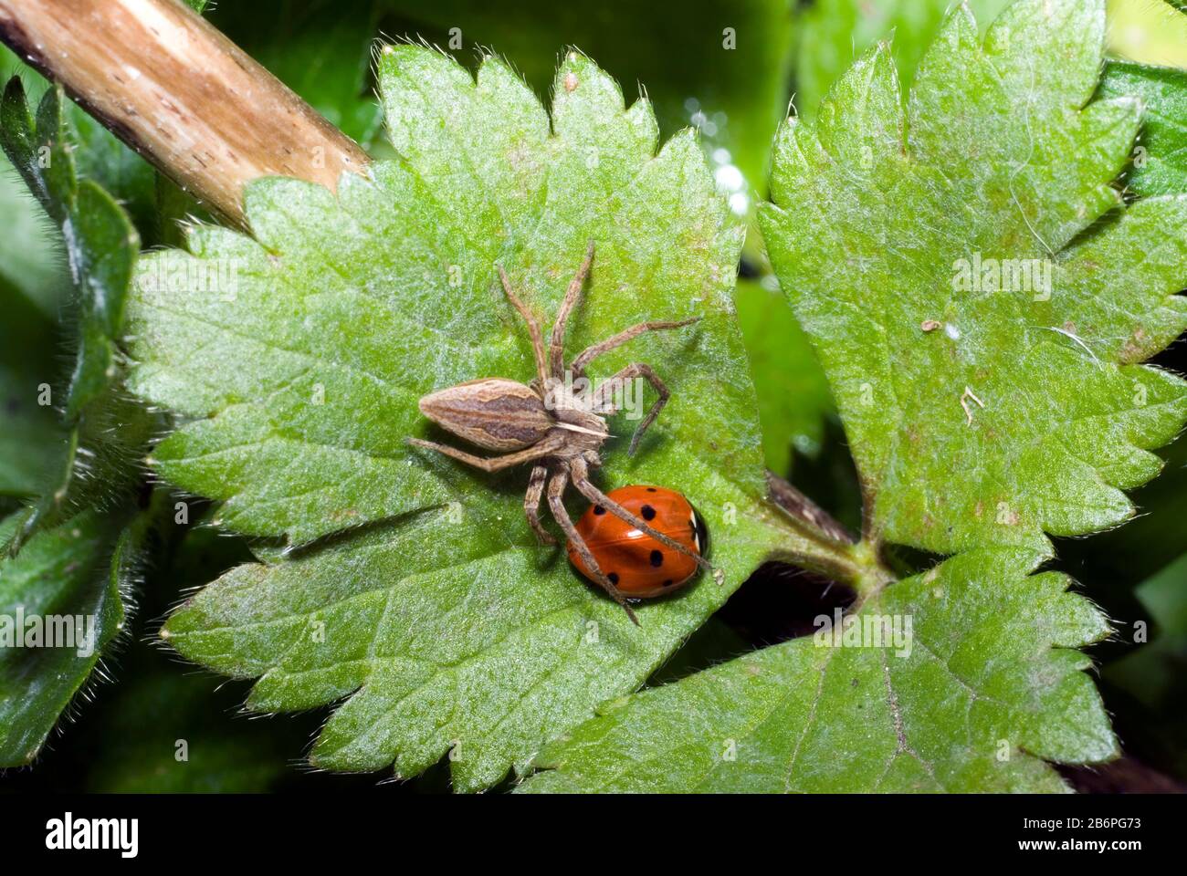 Ladybird & Spider Stock Photo - Alamy