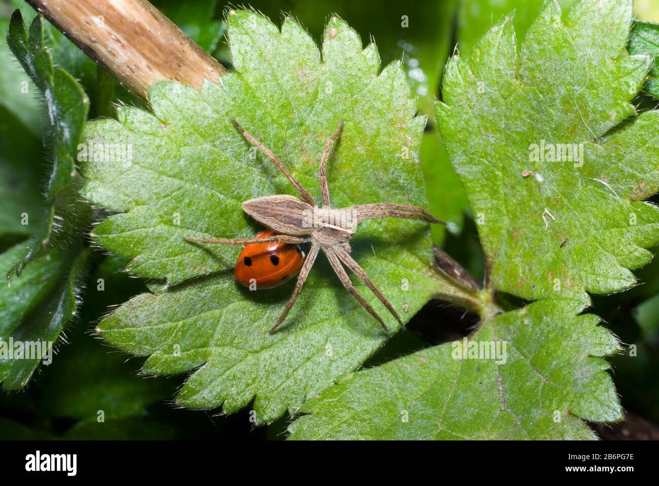 Ladybird & Spider Stock Photo - Alamy