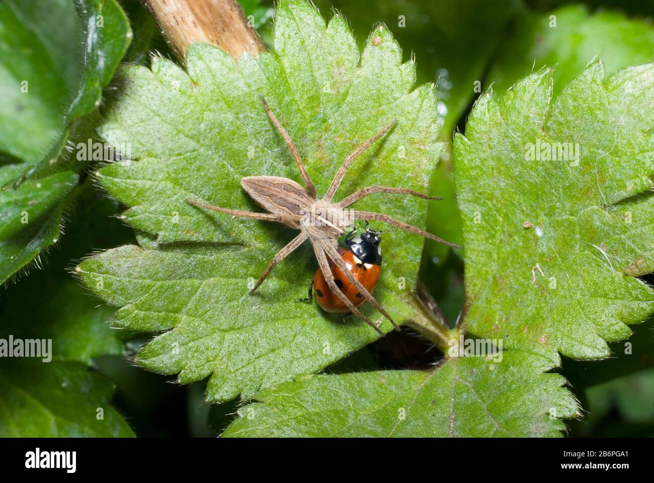 Ladybird & Spider Stock Photo - Alamy