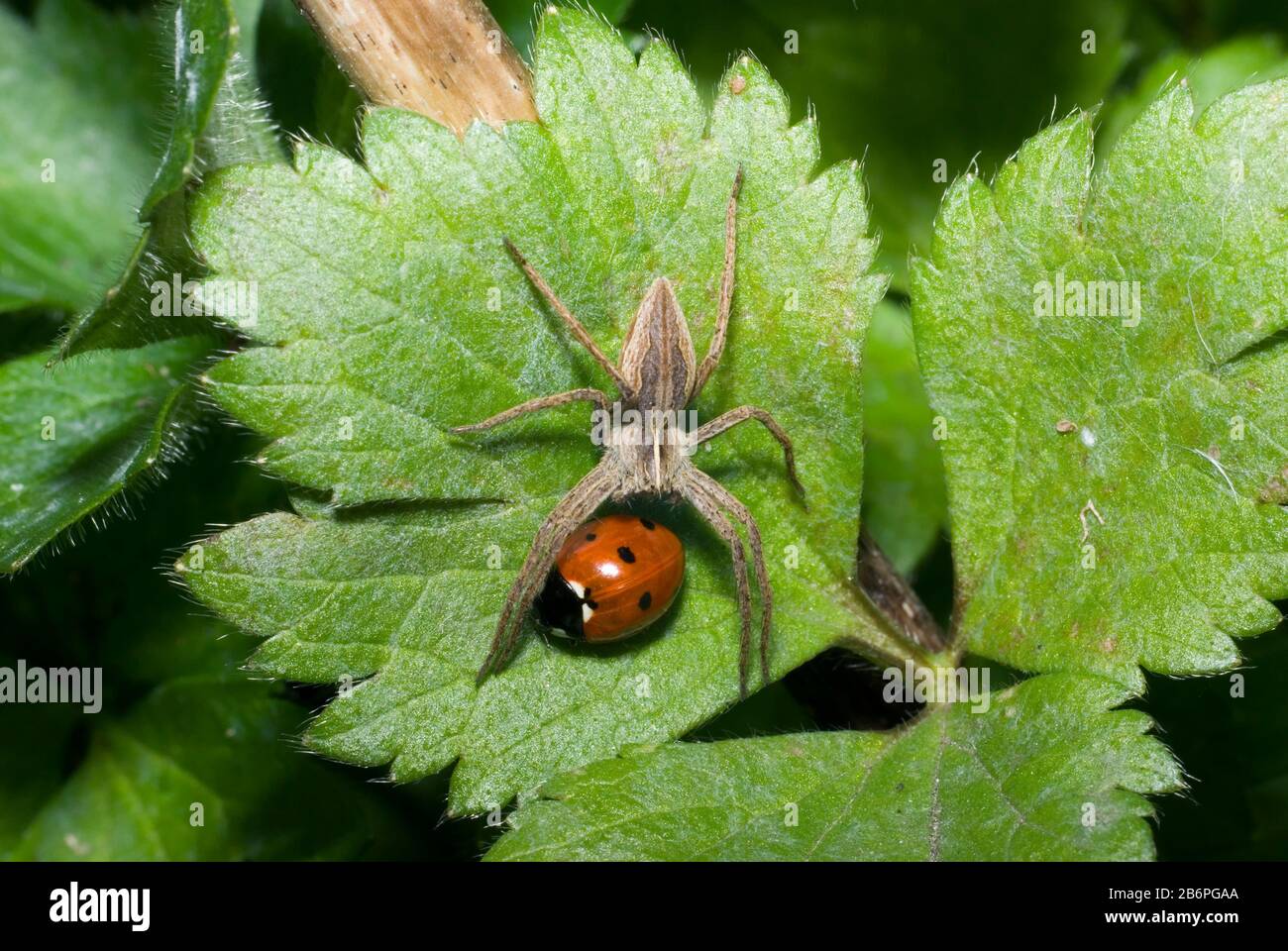 Ladybird & Spider Stock Photo - Alamy