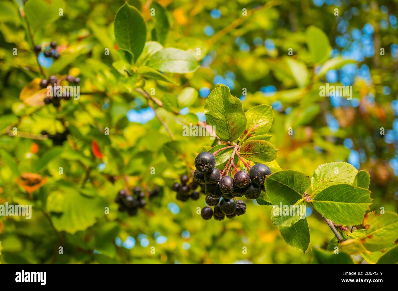 Aronia berries (Aronia melanocarpa, chokeberry) on a branch in the garden. Soft focus, selected ...
