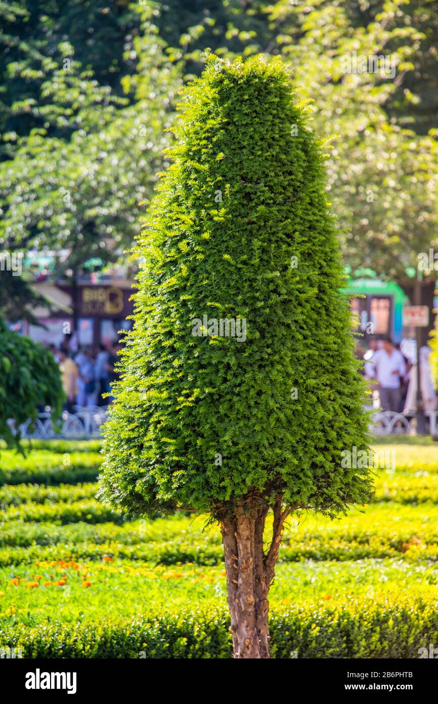 Young green tree grows in the park Stock Photo - Alamy