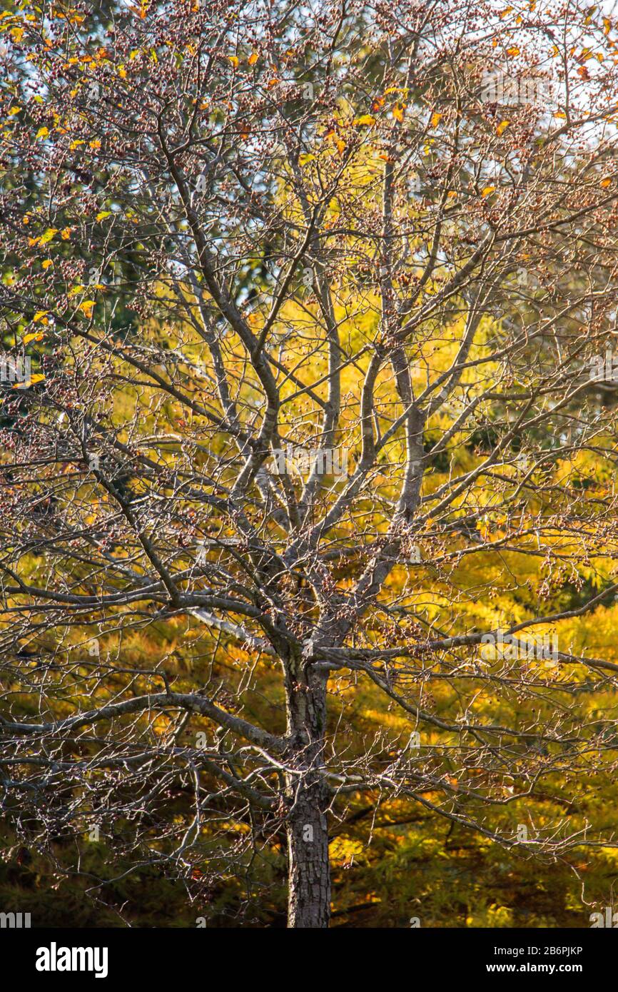 Autumn tree leaves texture background. leaf background texture Stock ...