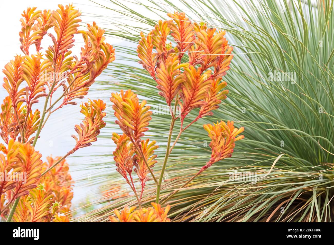 Tropical orange flowers hi-res stock photography and images - Alamy