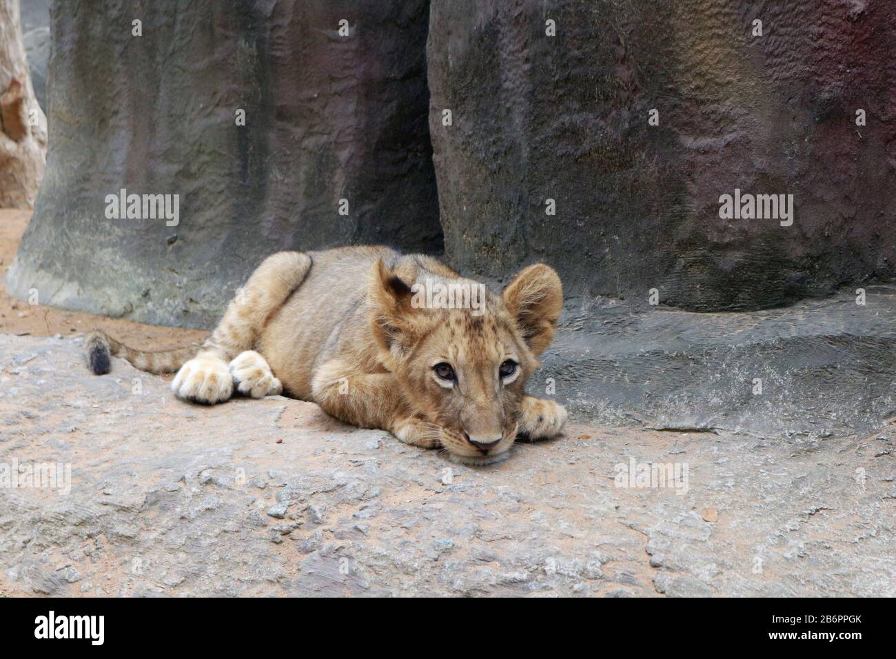 The cute and sad lion cub lying on a stone Stock Photo - Alamy