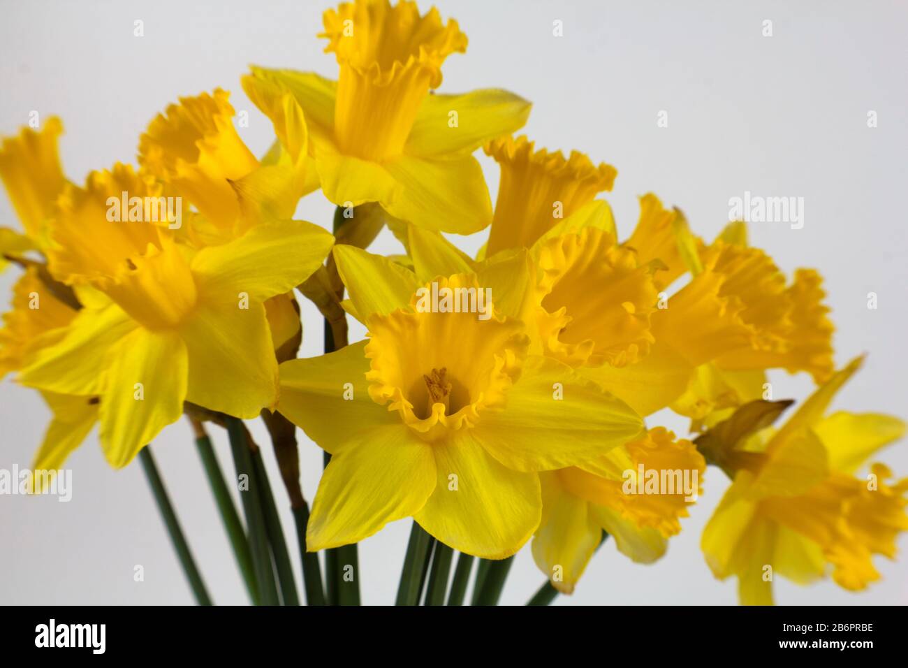 Group of yellow daffodils hi-res stock photography and images - Alamy