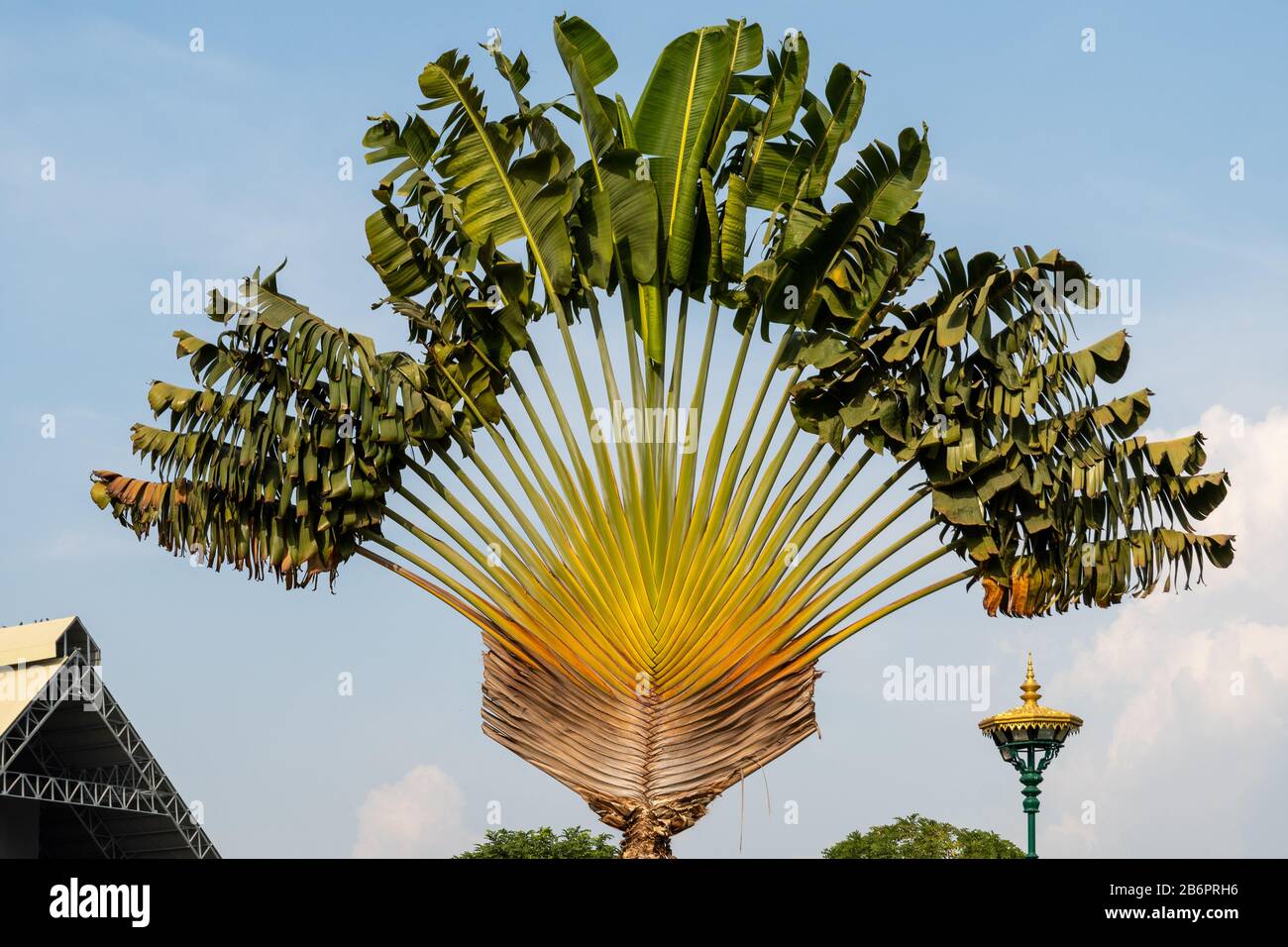 Phnom penh cambodia temple tree hi-res stock photography and images - Alamy