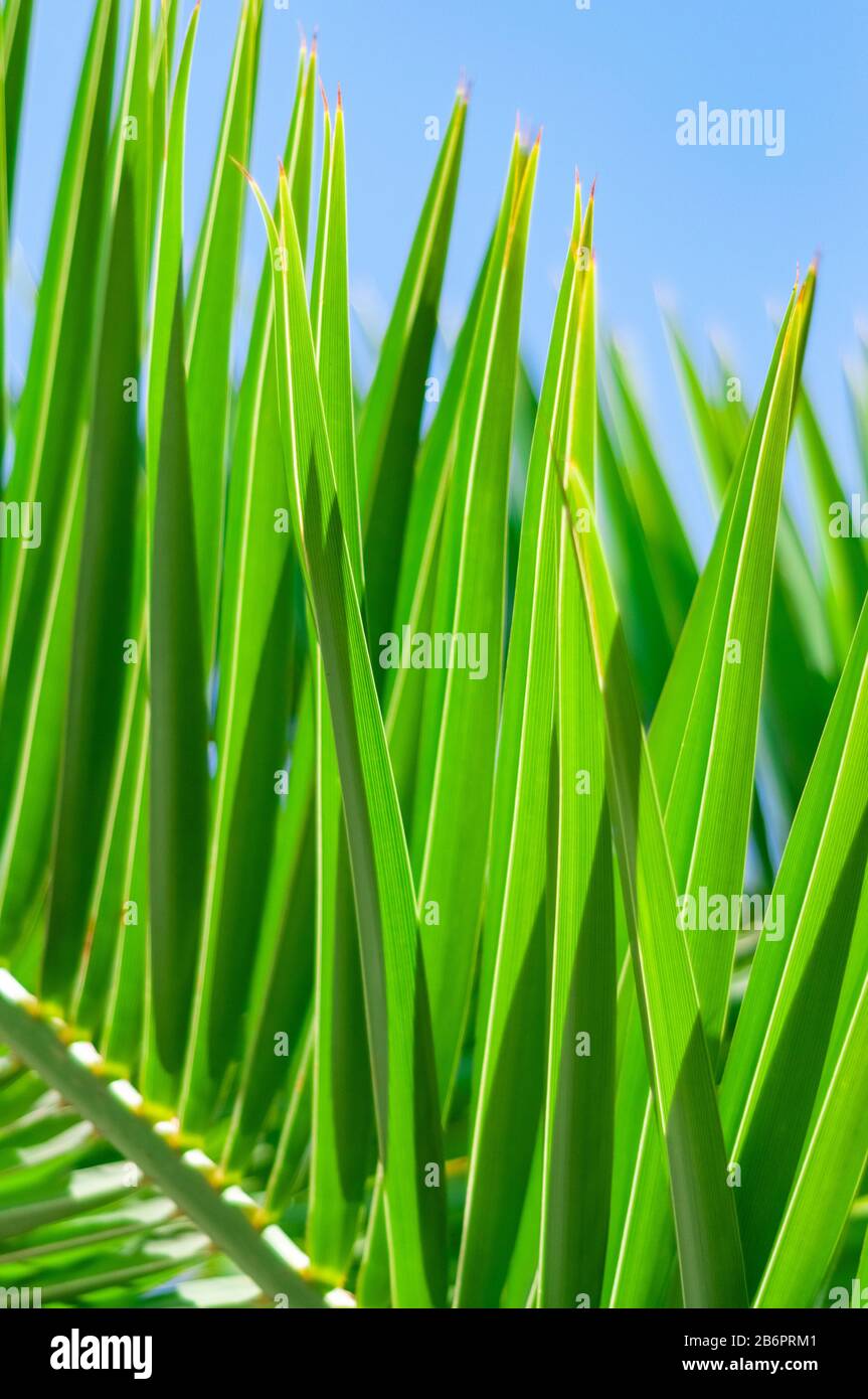 Plant detail Symi Greek Islands Greece Stock Photo - Alamy