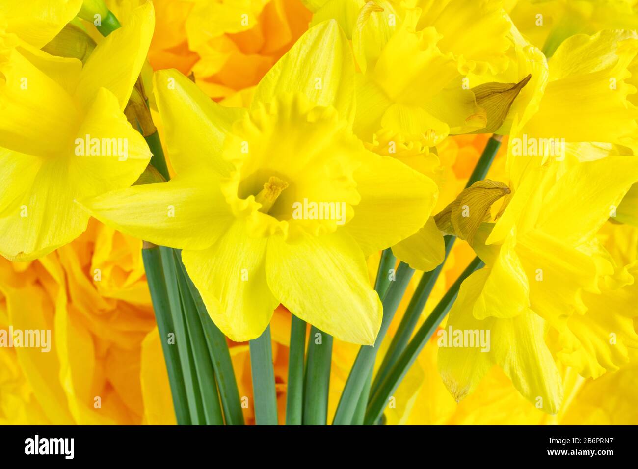 Bright Yellow Daffodils Stock Photo - Alamy