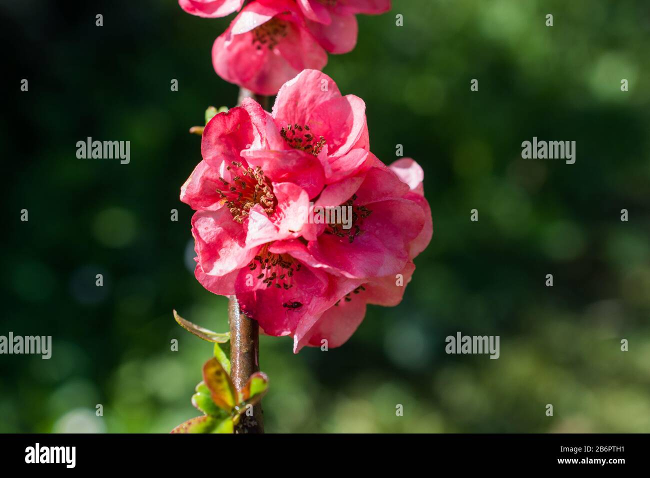 Tree bloom blossom beautiful flowers in spring season Stock Photo - Alamy