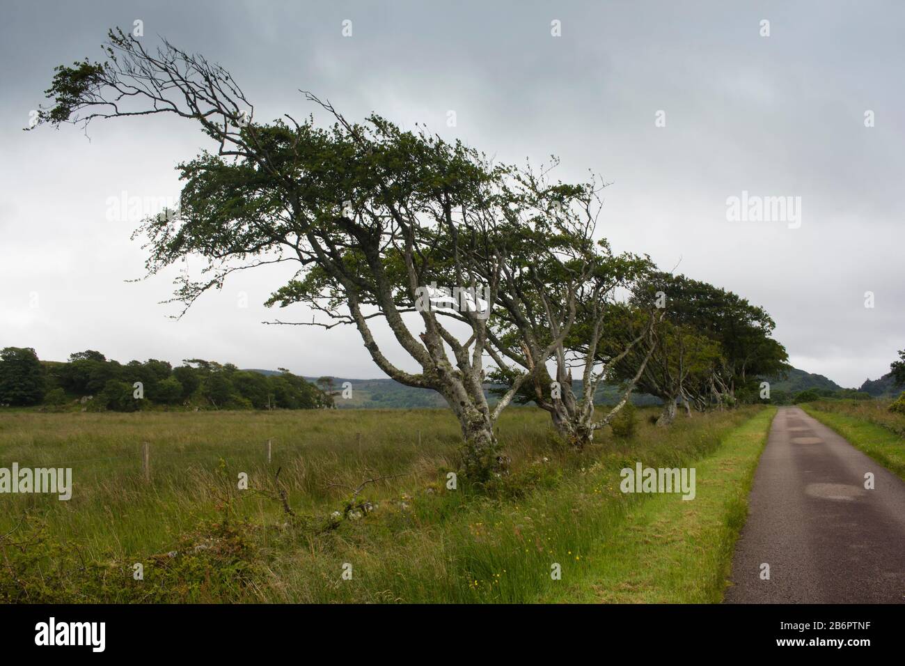 Wind swept trees hi-res stock photography and images - Alamy