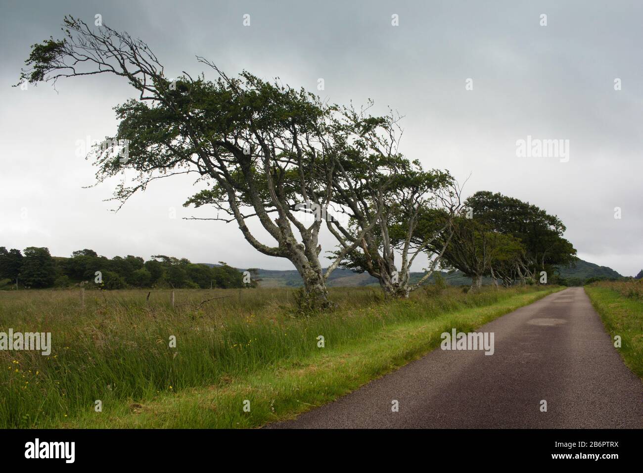 Wind swept trees hi-res stock photography and images - Alamy