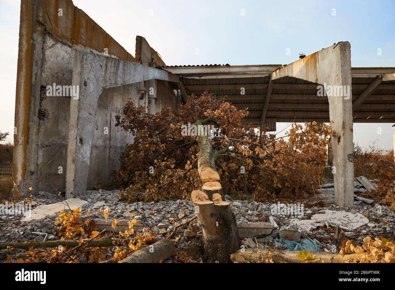 Sawn tree near the destroyed reinforced concrete building of a ...