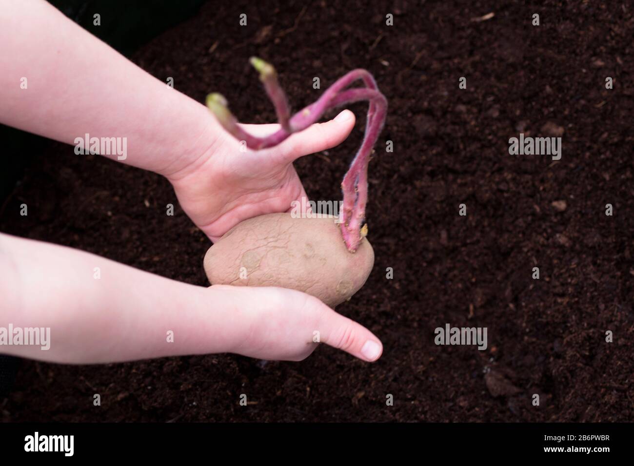 Child planting a potato Stock Photo - Alamy