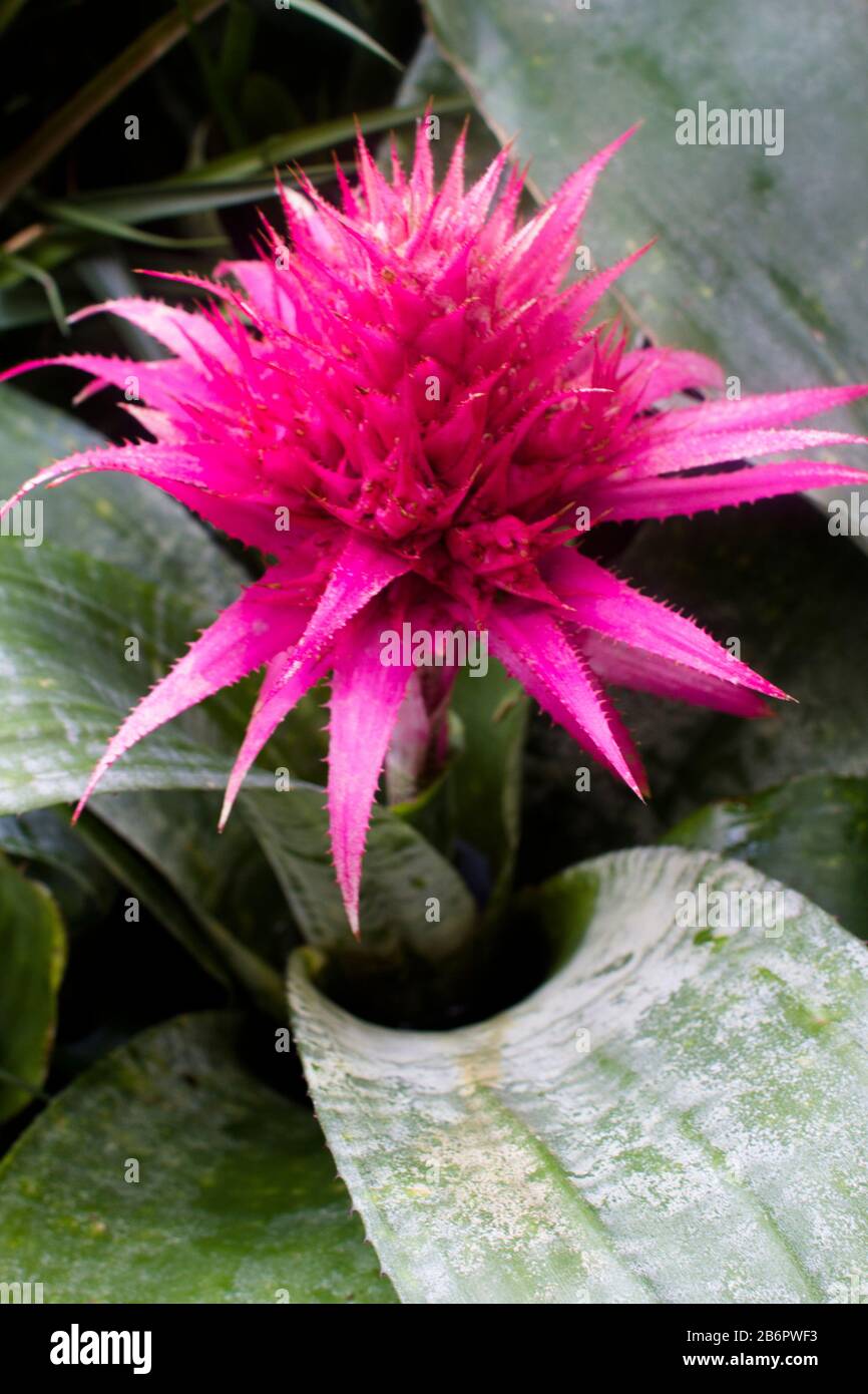 Spike spikes spine spines hi-res stock photography and images - Alamy