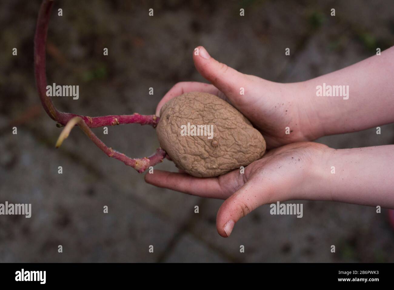 Child planting potato Stock Photo - Alamy