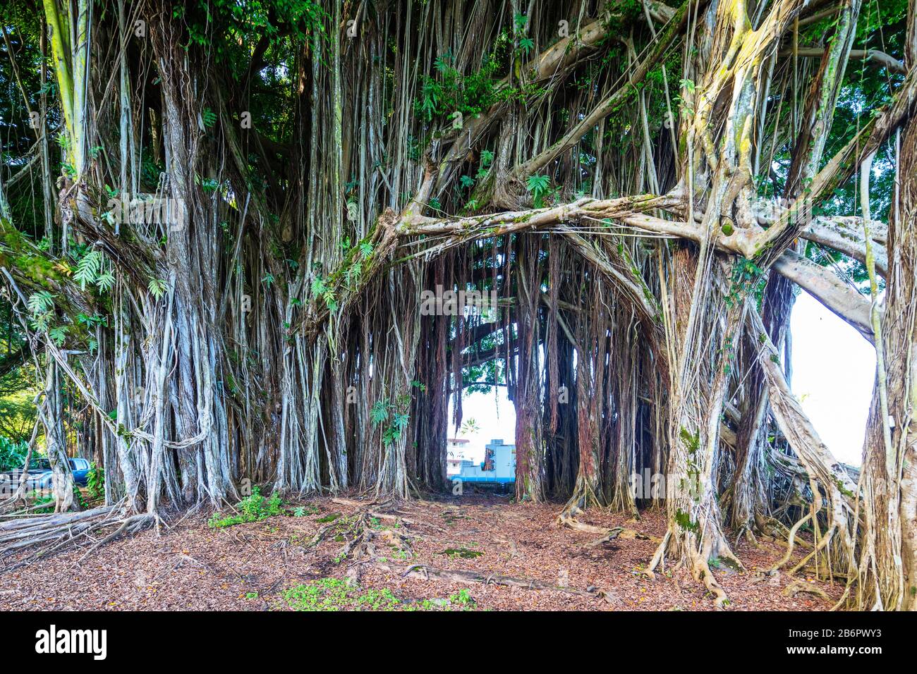 Giant fig tree hi-res stock photography and images - Alamy