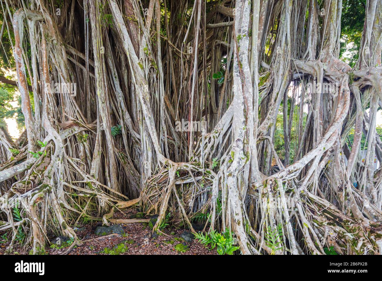 Giant fig tree hi-res stock photography and images - Alamy