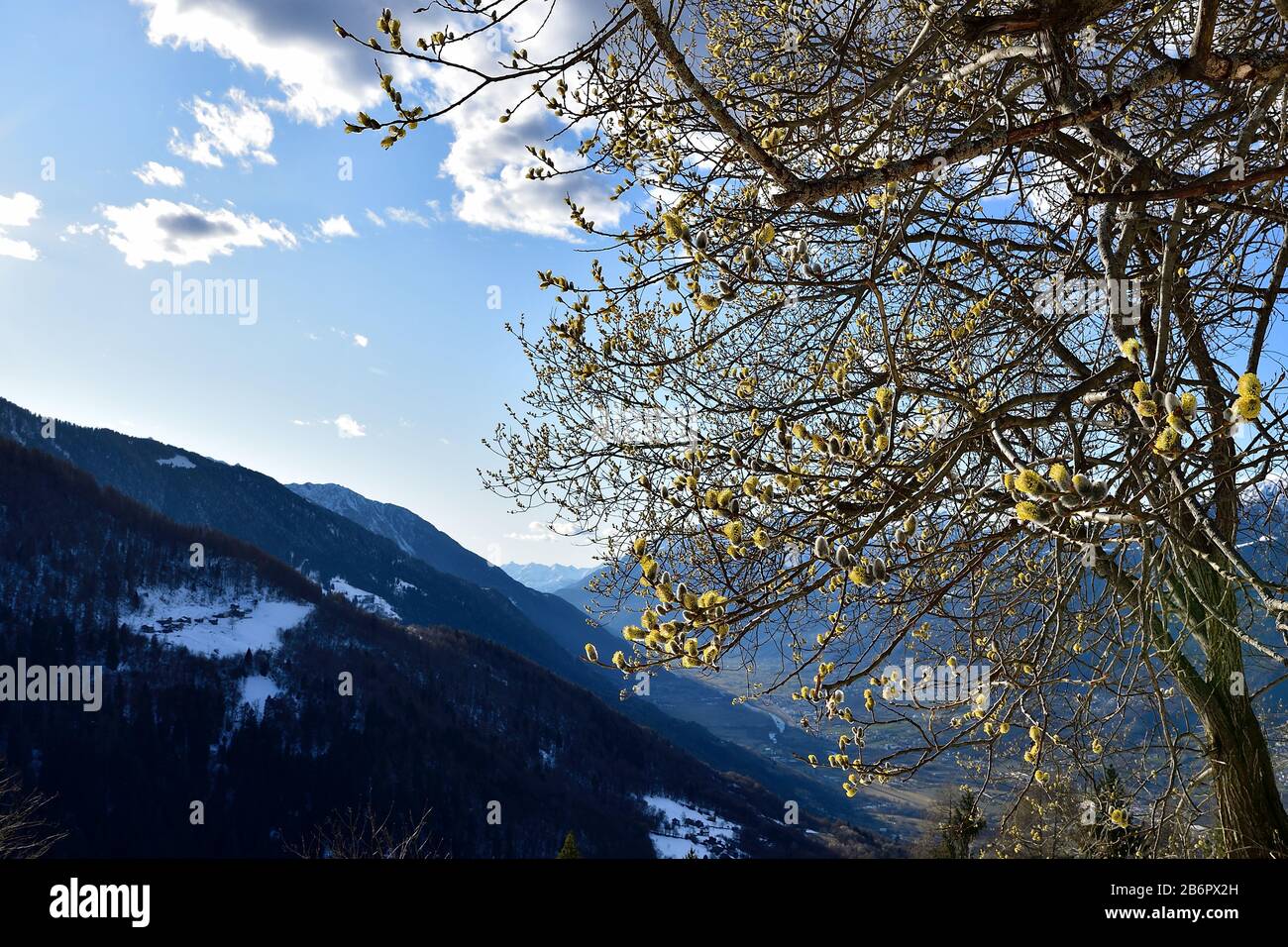 Picture of a goat willow, Salix Caprea, blooming early march over the ...