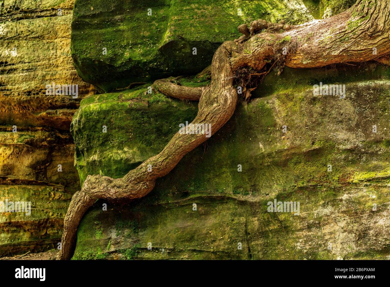 Tree roots growing around boulders in Cuyahoga Valley National Park ...