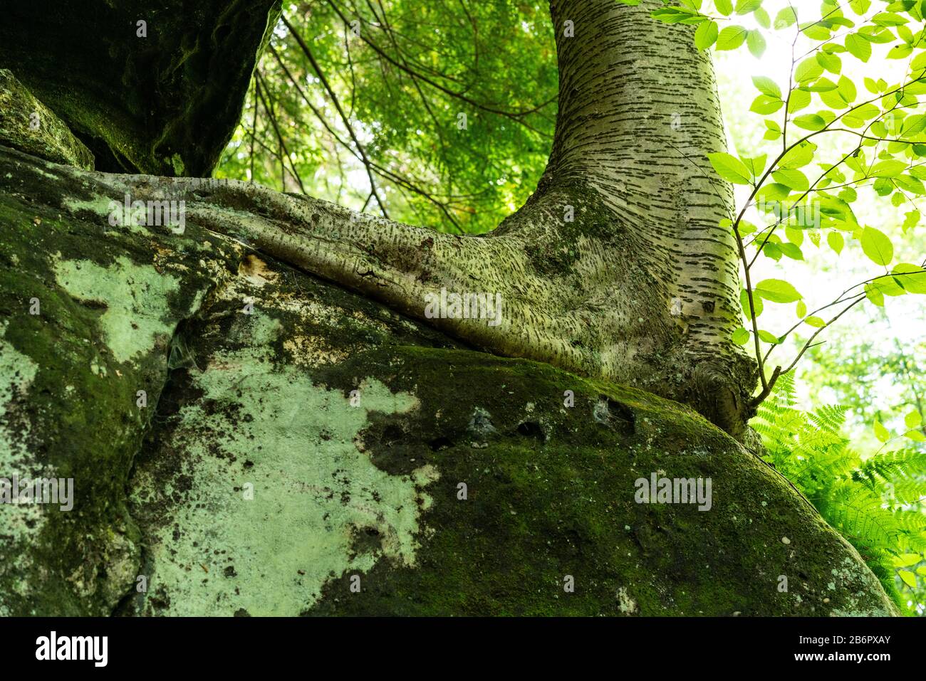 Tree roots growing around boulders in Cuyahoga Valley National Park ...