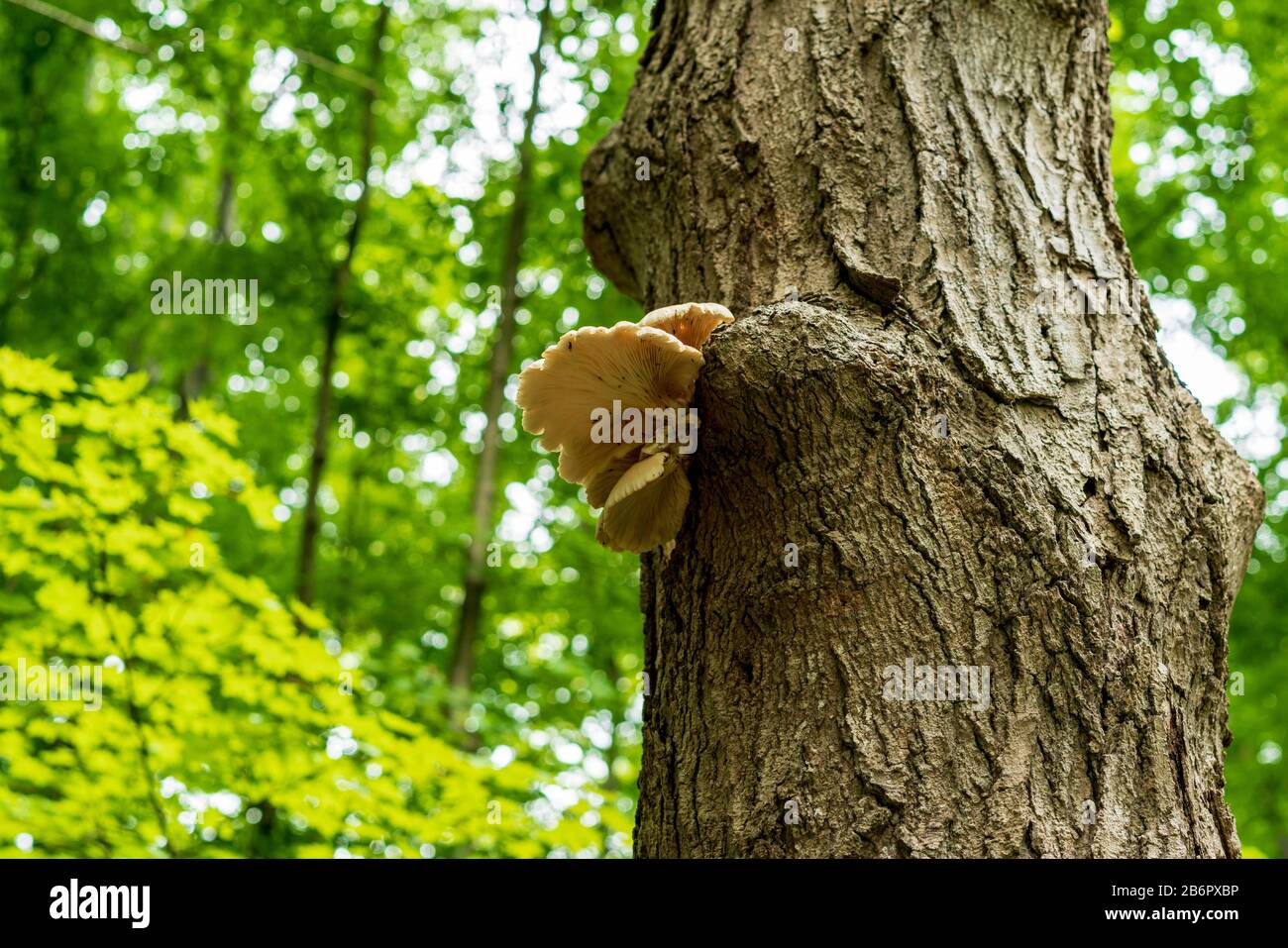 Toadstools growing out of a tree in Cuyahoga Valley National Park, Ohio ...