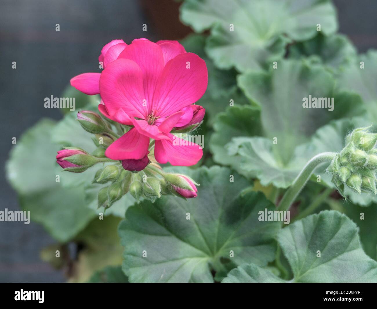 plant geranium with pink flower Stock Photo - Alamy