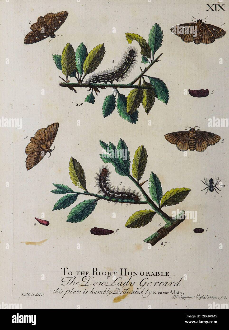 A Natural History of ENGLISH INSECTS. Illustrated with A Hundred COPPER ...