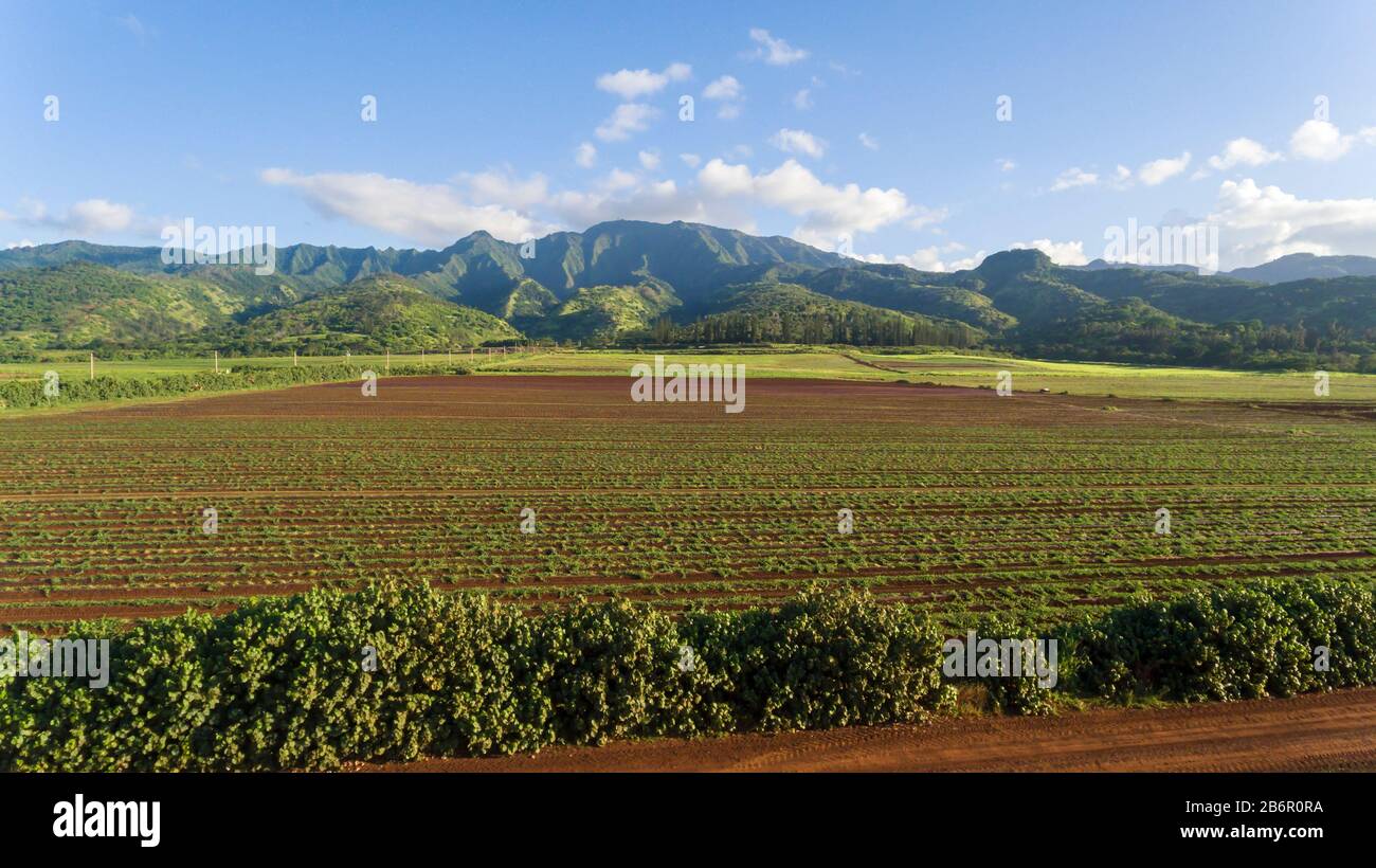 Agriculture hawaii hi-res stock photography and images - Alamy