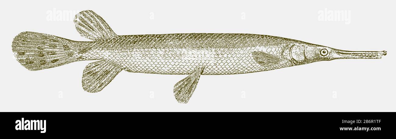 Shortnose gar, lepisosteus platostomus, a popular aquarium fish native ...