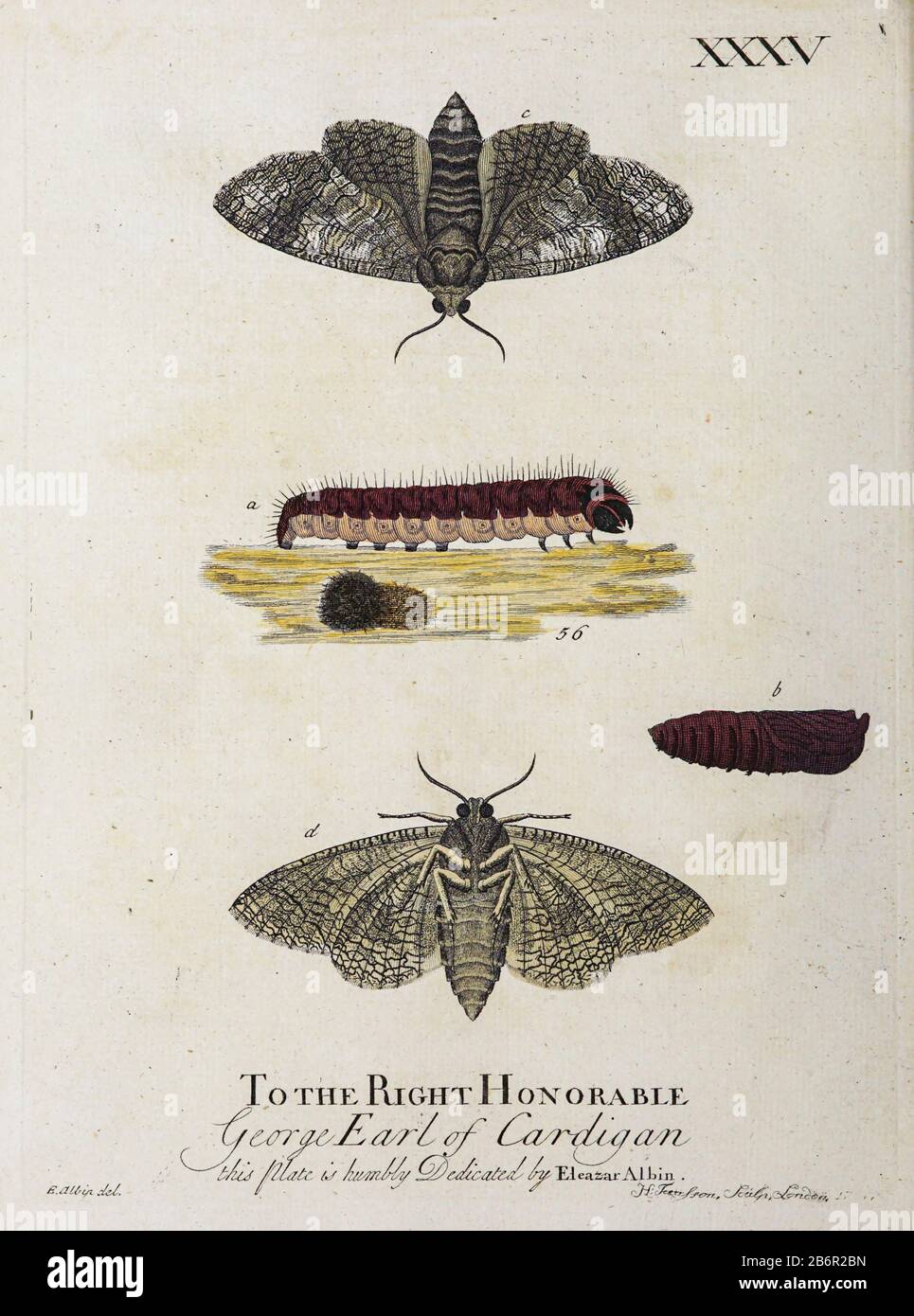 A Natural History of ENGLISH INSECTS. Illustrated with A Hundred COPPER ...