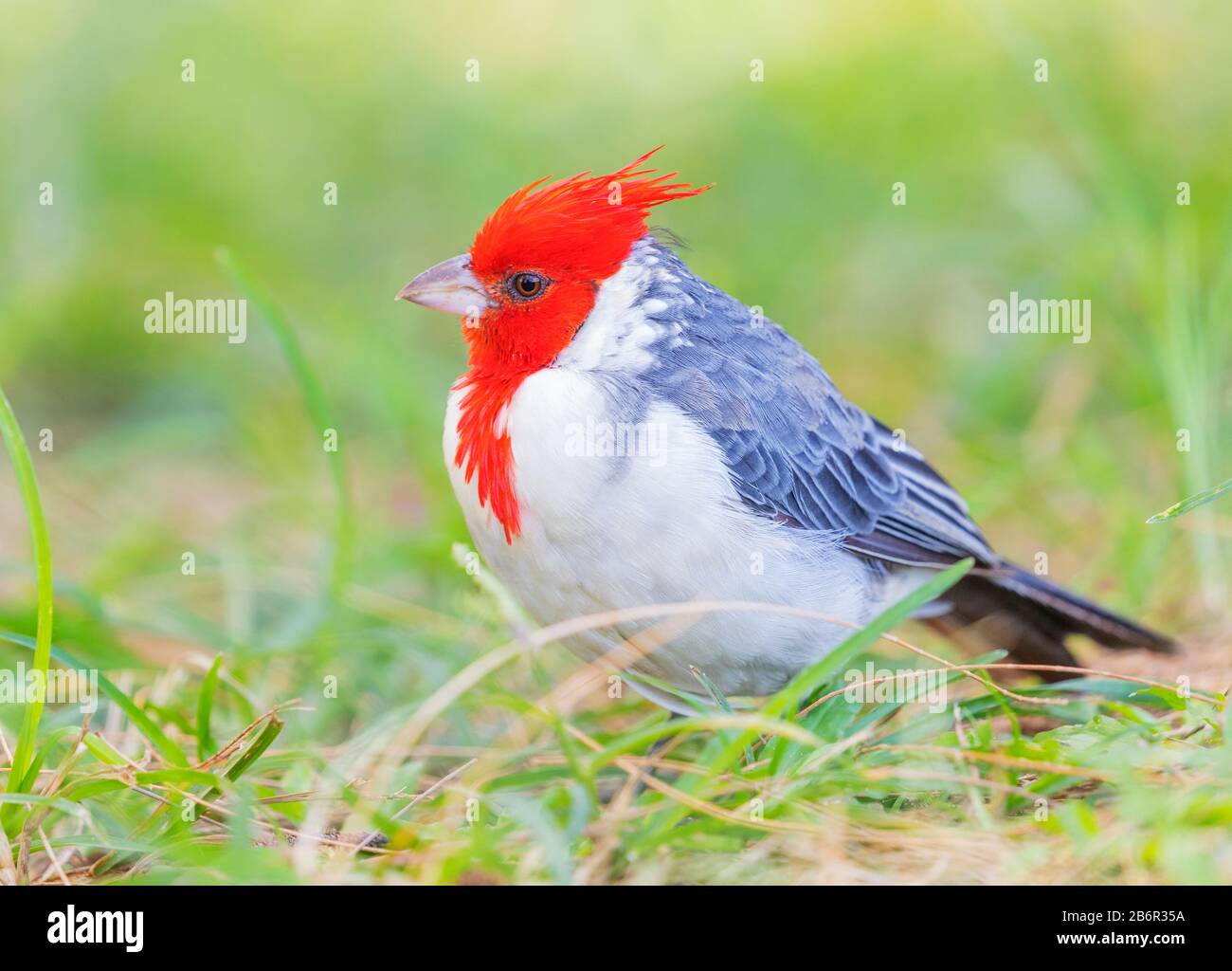 Hawaiian cardinal hi-res stock photography and images - Alamy