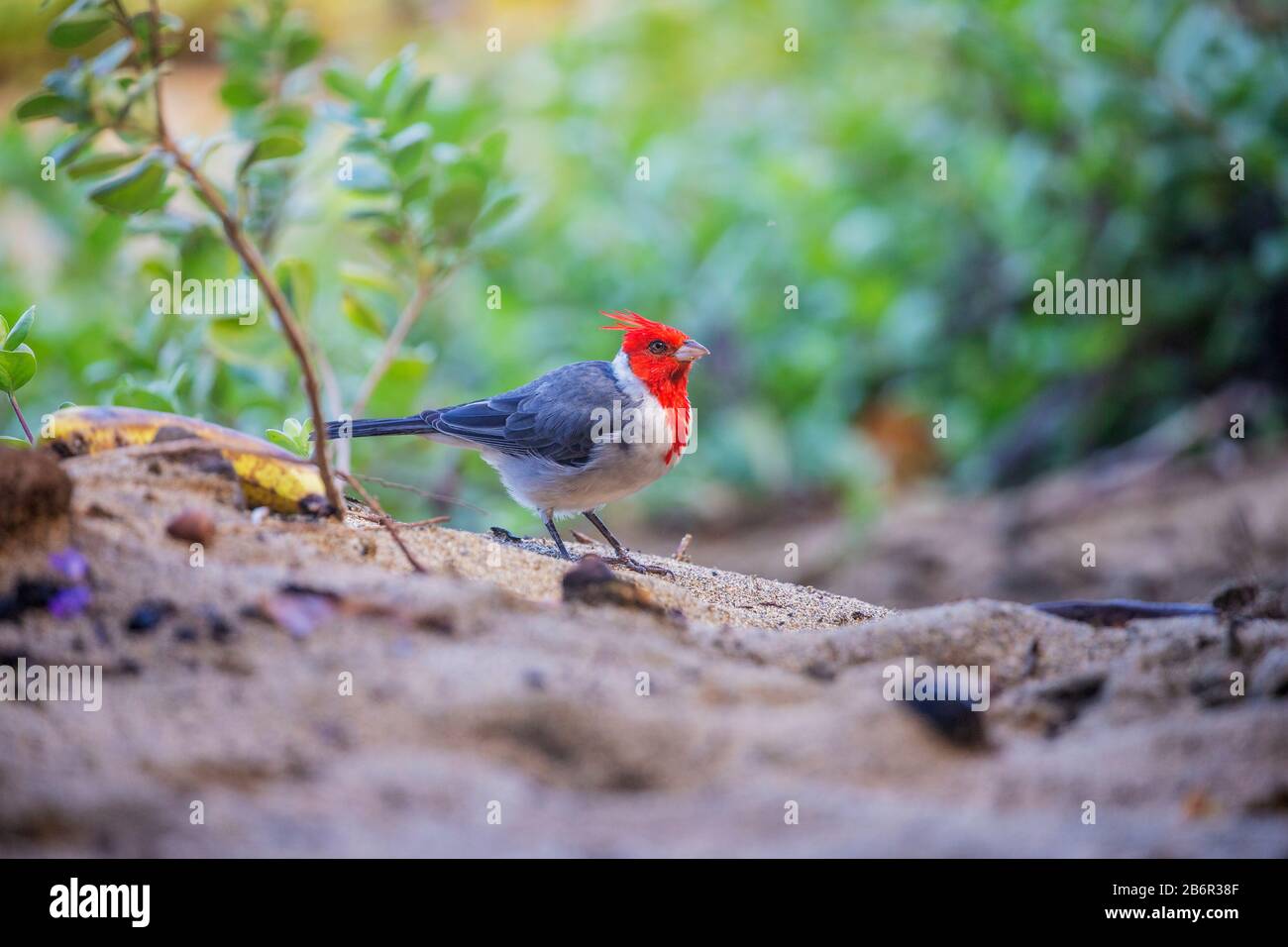 Hawaiian cardinal hi-res stock photography and images - Alamy