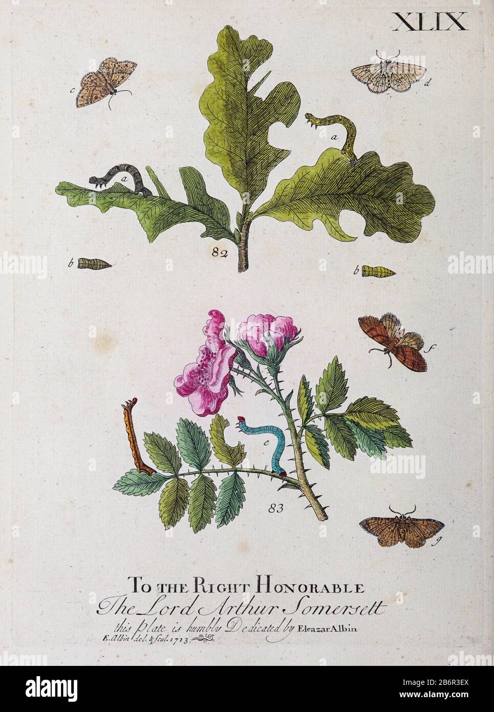 Insects plate hi-res stock photography and images - Alamy